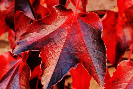 Plantes médicinales : 15 variétés à planter dans votre jardin