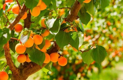 Top 12 à des arbres fruitiers à croissance rapide pour votre jardin