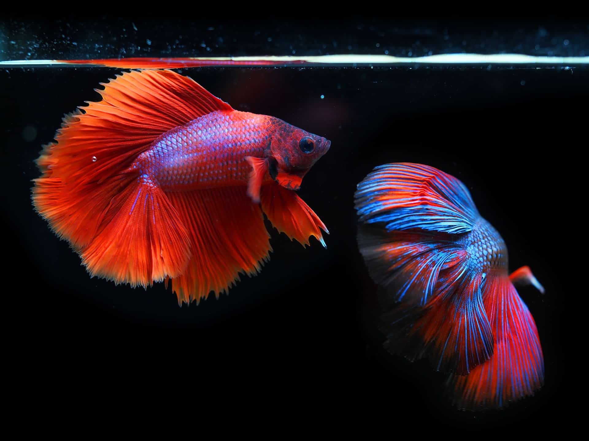 Ces 5 poissons d'aquarium aux couleurs éclatantes qui vont émerveiller ...